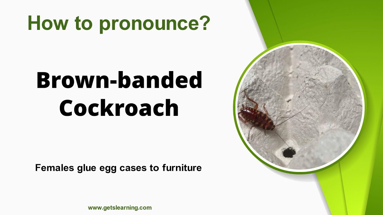 How To Pronounce Brown banded Cockroach Correctly In English YouTube how-to-pronounce-brown-banded-cockroach-correctly-in-english-youtube