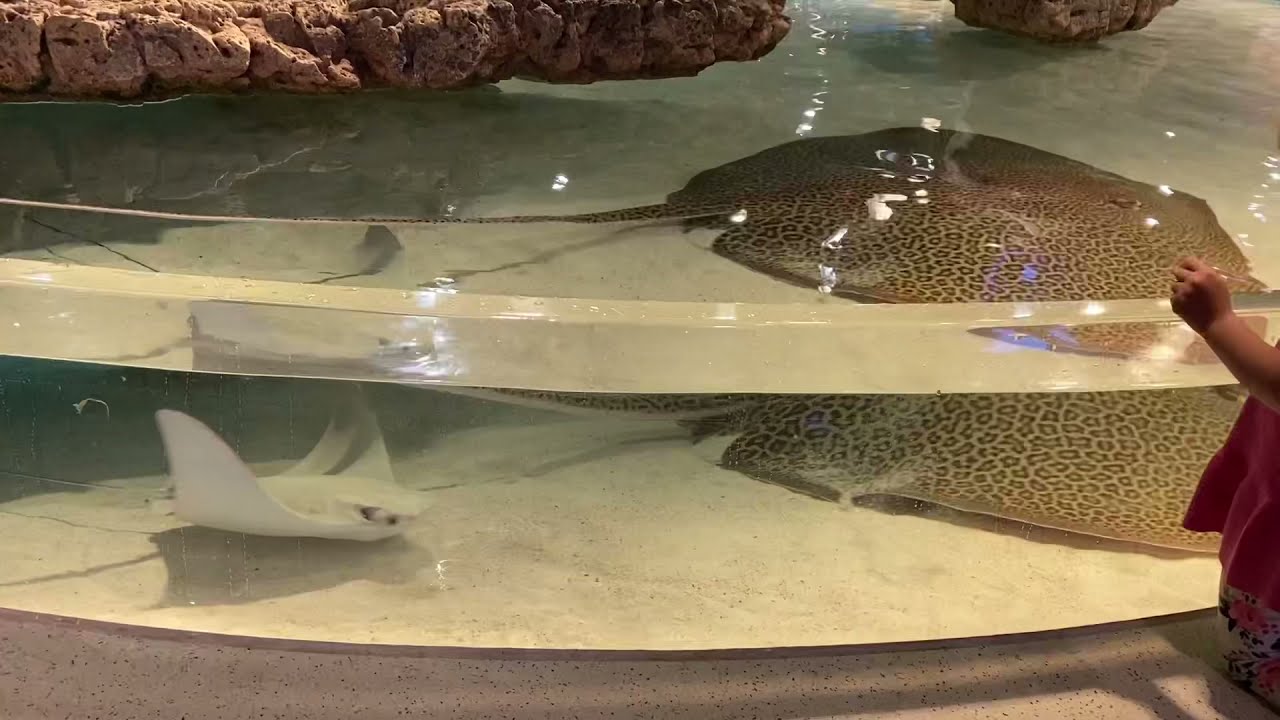 touching the smooth skin of stingray at New England Aquarium - YouTube