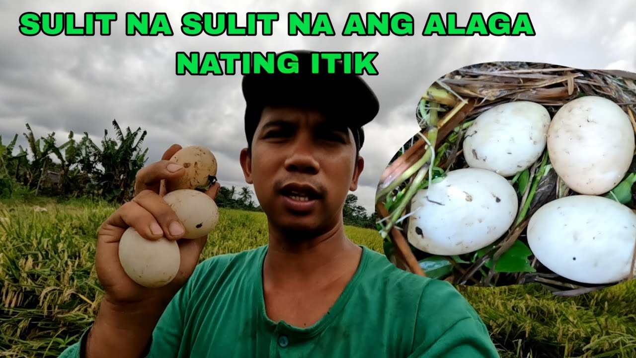 Sulit na sulit ang ating itik - YouTube