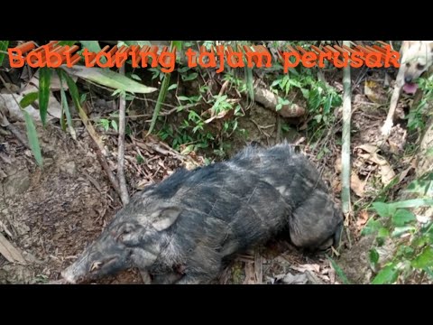Pasukan berburu musim hujan#berburu #wildboar #babi #berburubabi # ...