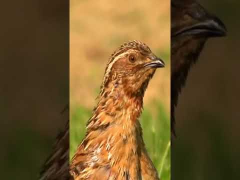 The Sound Of The Yellow Common Quail #youtubeshorts | HD Video #quailsound #quailbirds #shortviral
