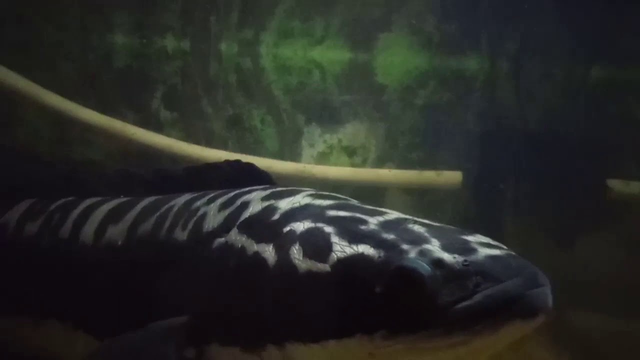 Snakehead feeding - YouTube