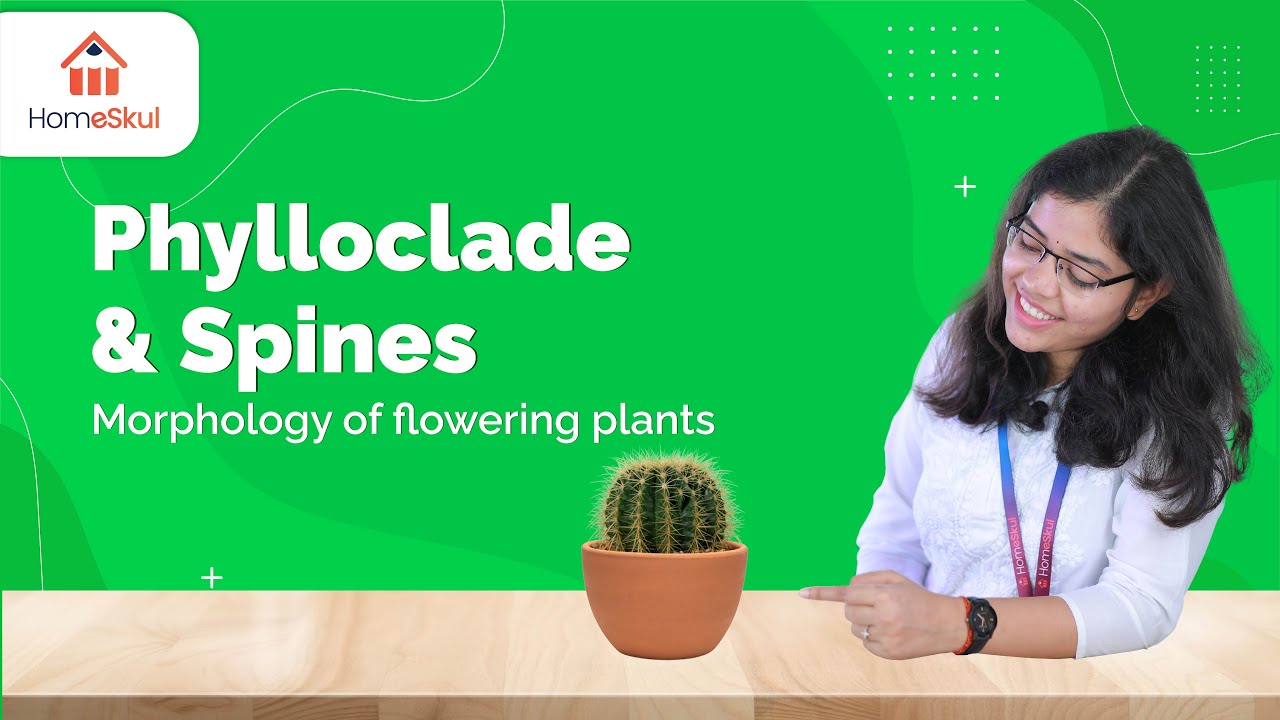 Phylloclade & Spine | Modification of Stem | Biology | CBSE Online ...