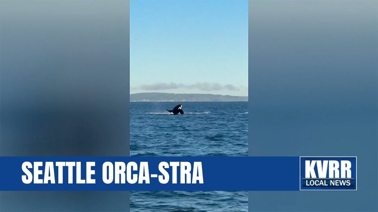 CAUGHT ON CAMERA: Orcas spotted breaching off Seattle shore - YouTube