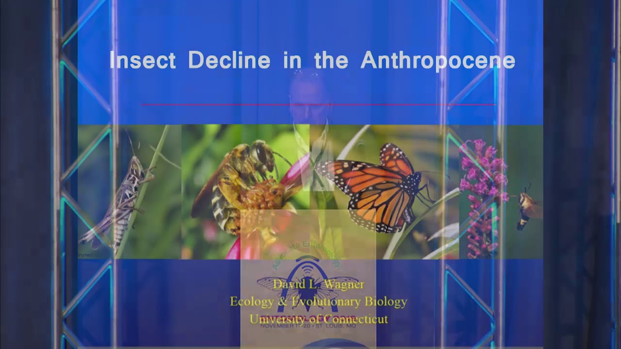 Insect Decline in the Anthropocene - Introductory Remarks - YouTube