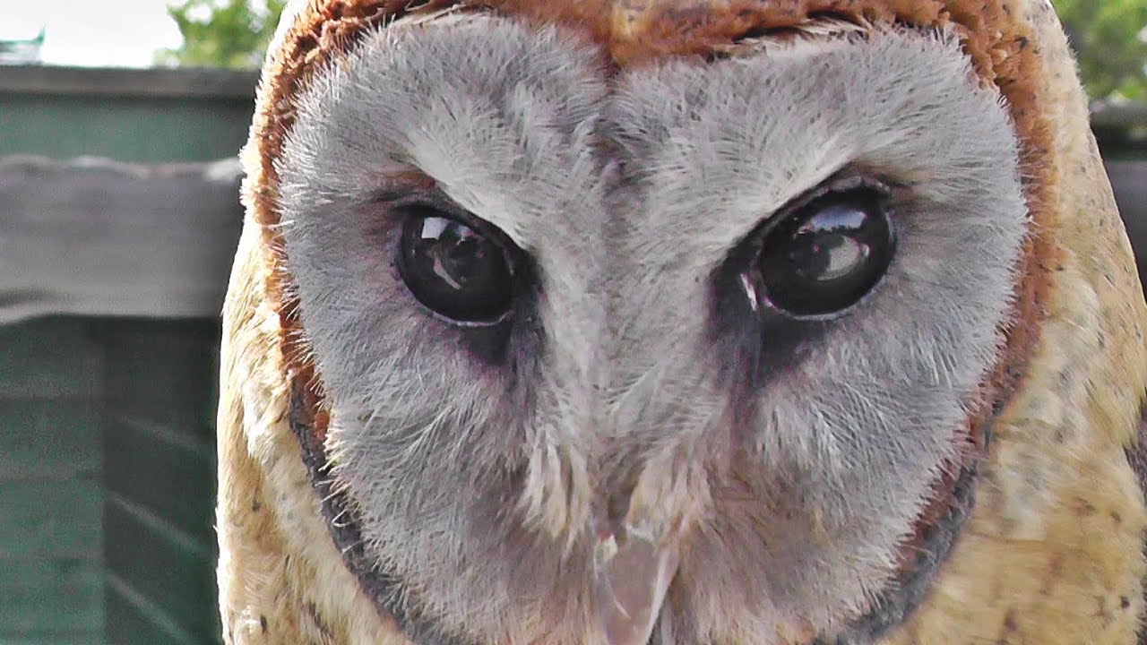 Ashy Faced Barn Owl - YouTube