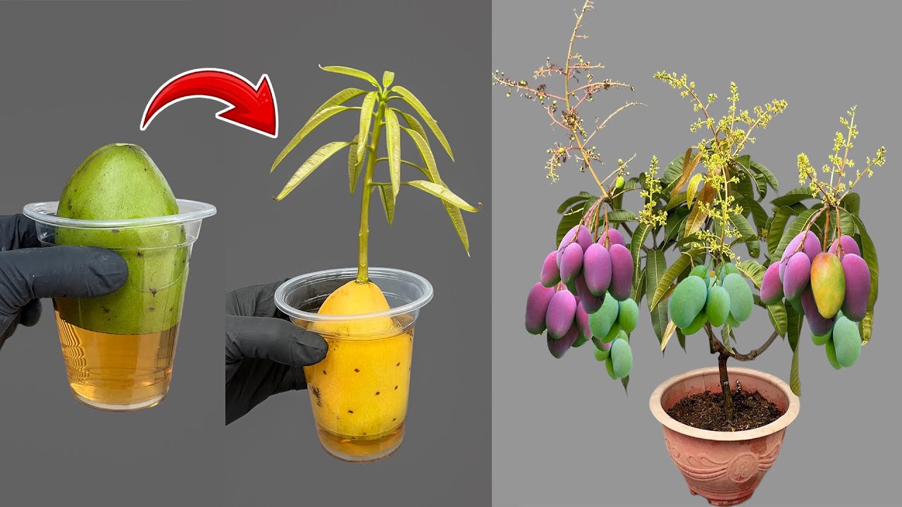 Mango cutting technique stimulates root growth extremely strongly with ...