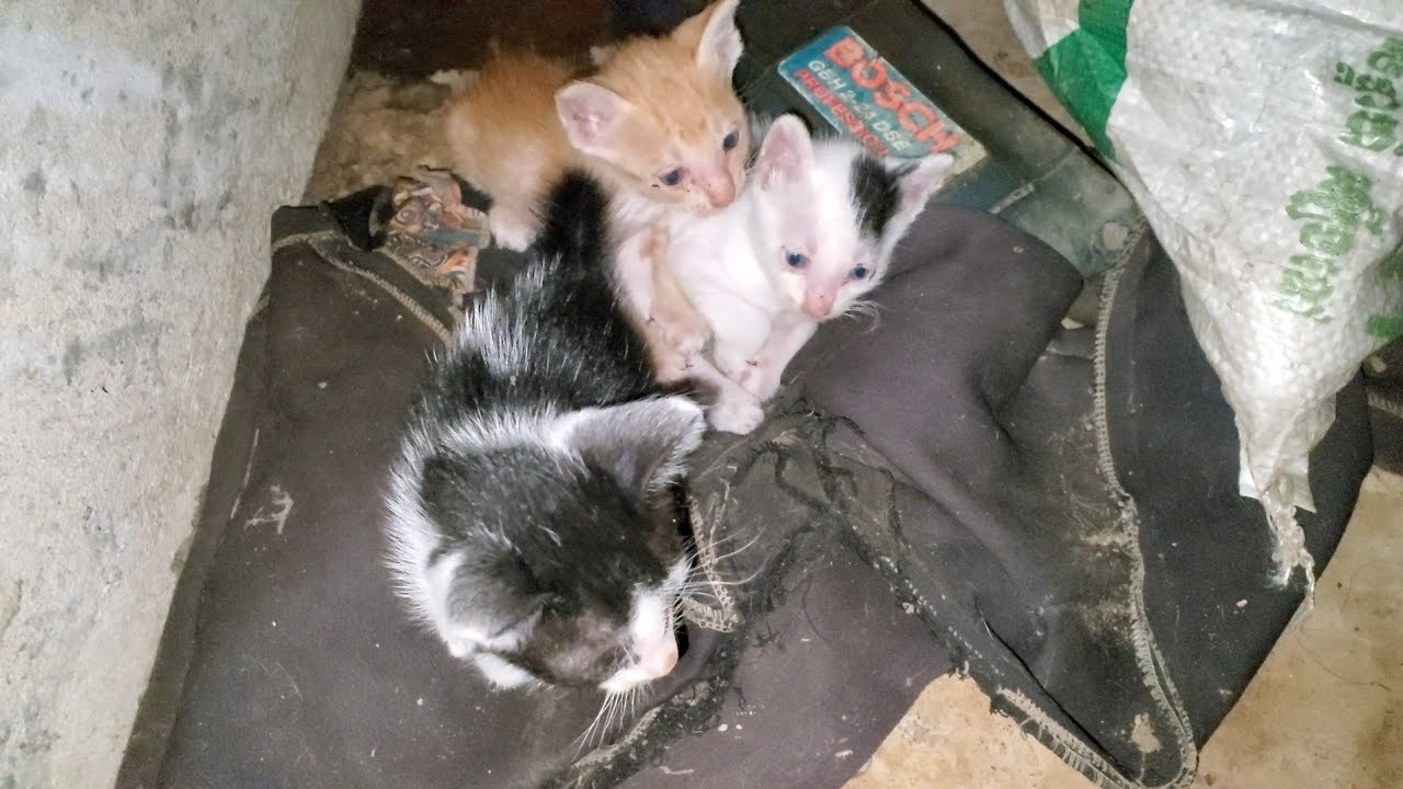 hunter rats hunter mouse - YouTube