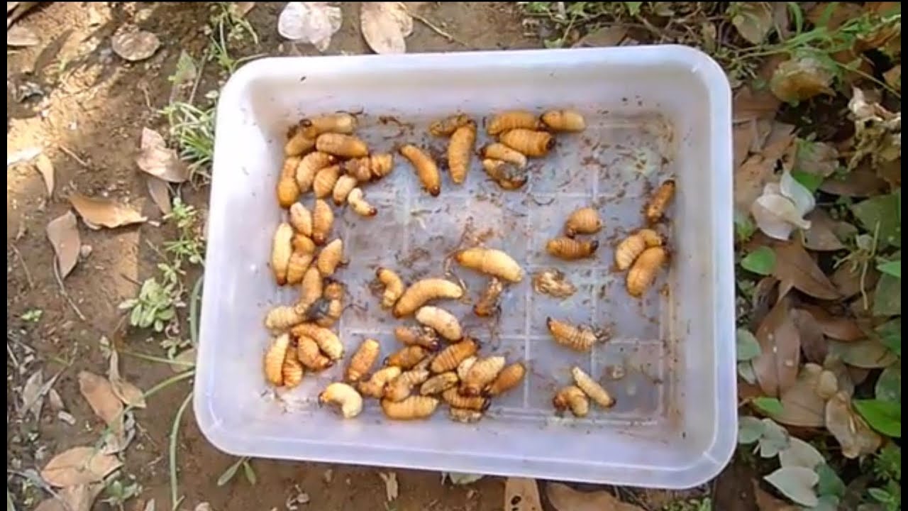 Delicious Palm Tree Maggots Dance Mekong Delta Vietnam HD - YouTube