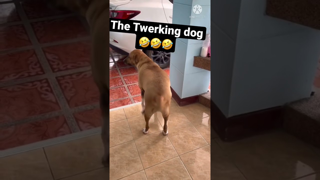 The twerking Dog 🤣 - Pet videos - YouTube