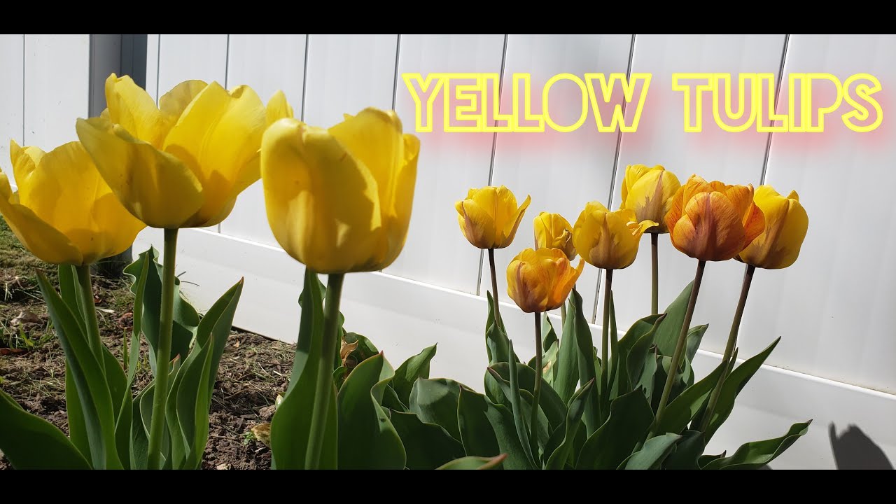 Yellow Team | Blooming Tulips | leaveit2may - YouTube