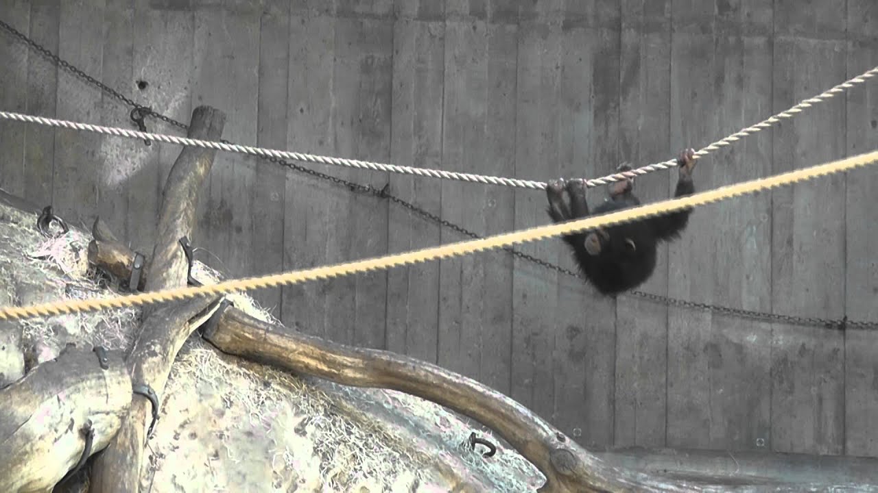 The "Sliding Monkey" attacks! (Kolmården, Sweden) - YouTube