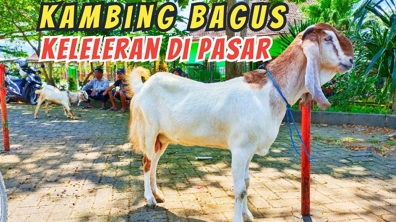 Update Harga Kambing hari ini di Pasar Hewan Wlingi-Blitar. Sabtu, 11 ...