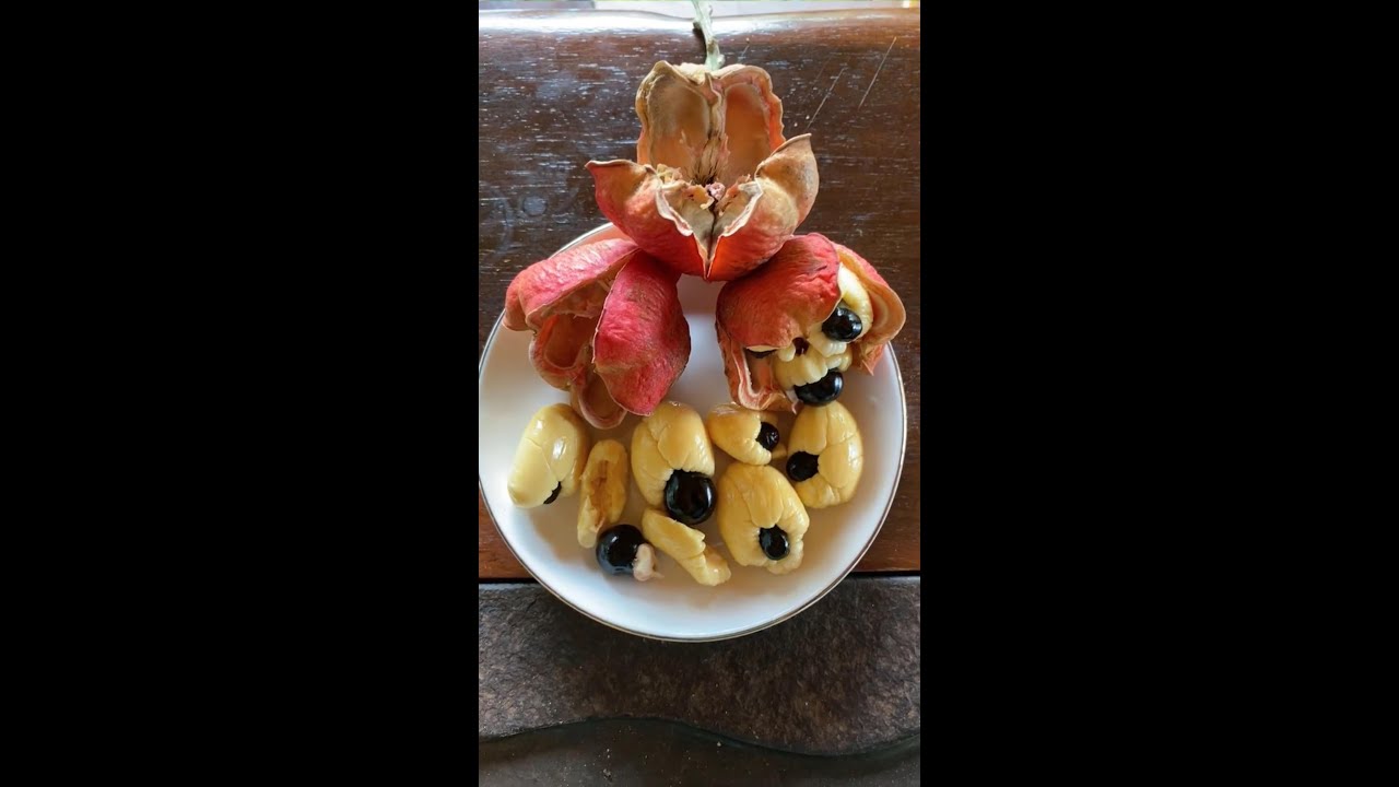 Visit Jamaica's national fruit, ackee, achi fruit, lychee fruit 參觀牙買加國果 ...