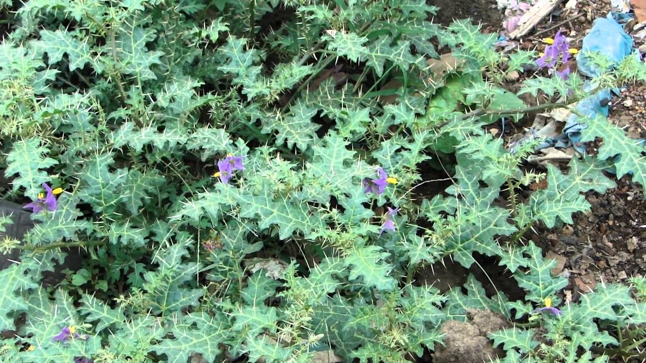 Premna Latifolia