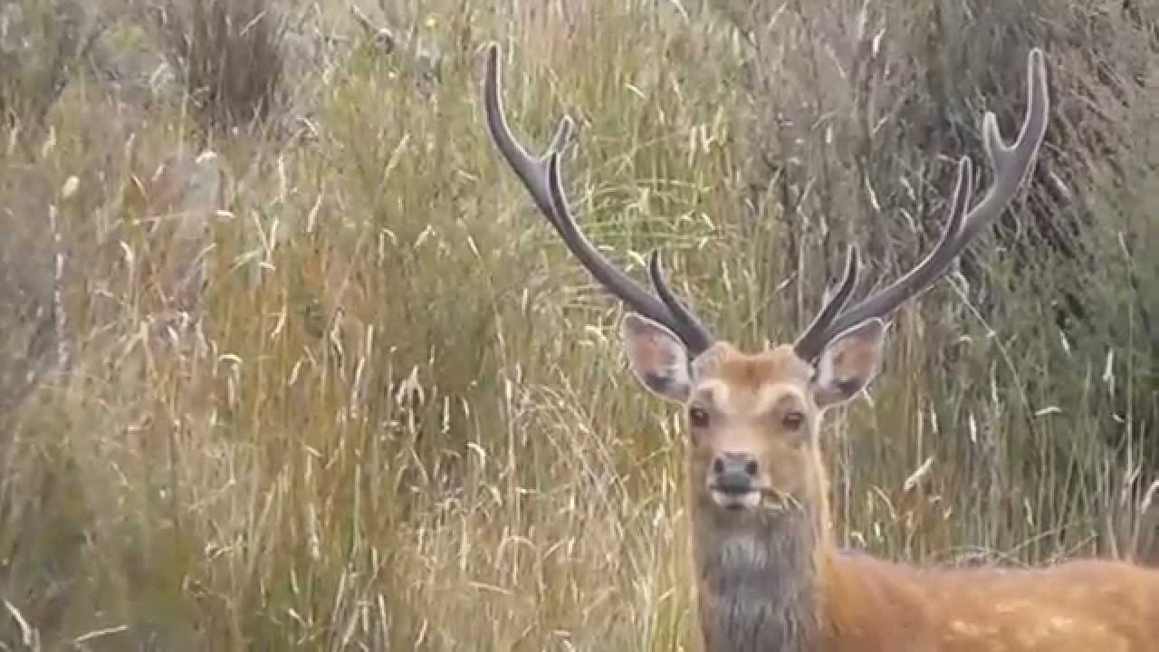 Backridge Butcher retrieving GPS deer tracking collars - YouTube