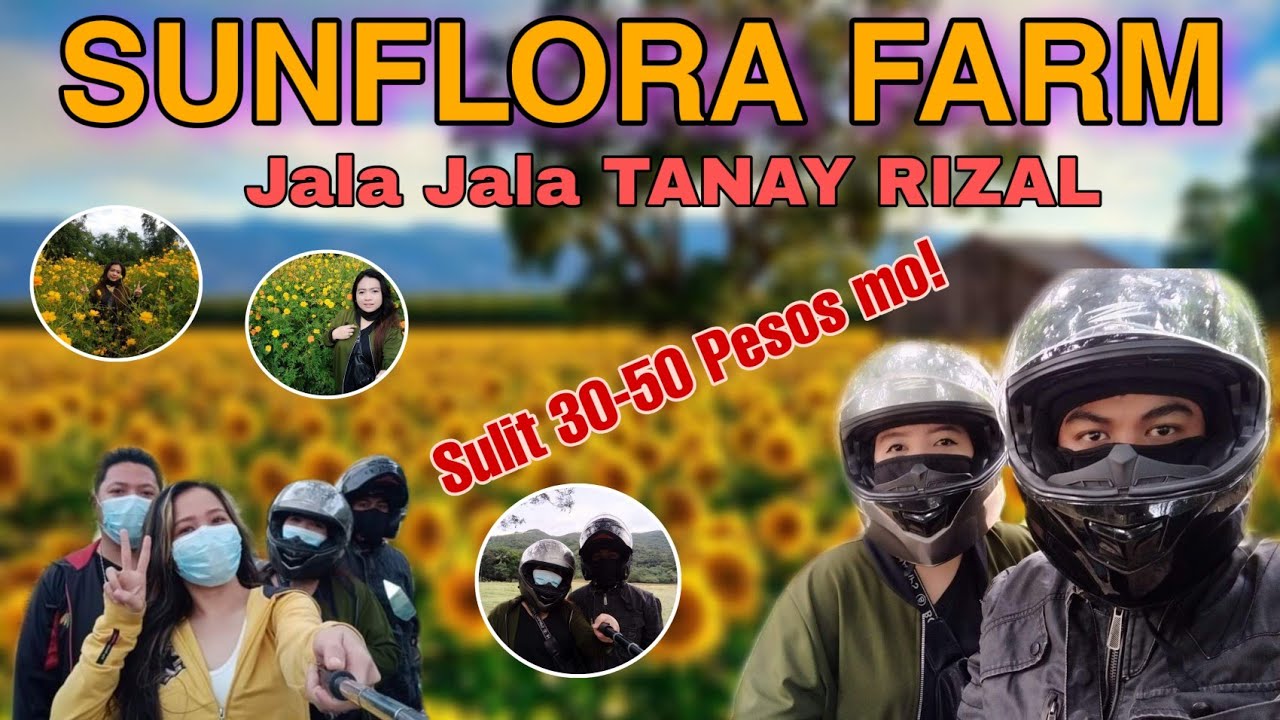 Sunflower Farm Tanay Rizal | Best Flower Site
