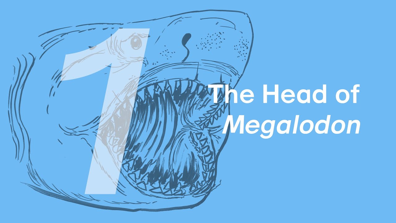 Patton the Megalodon 1: The Head | Learn to Draw Marine Animals with ...
