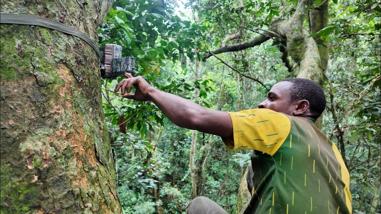Pose d'une caméra piège dans la forêt tropicale de Dzanga Sangha - YouTube