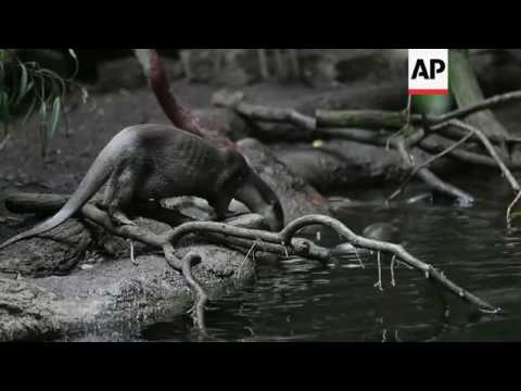 Cute overload as seven otter cubs meet the public at Prague Zoo - YouTube