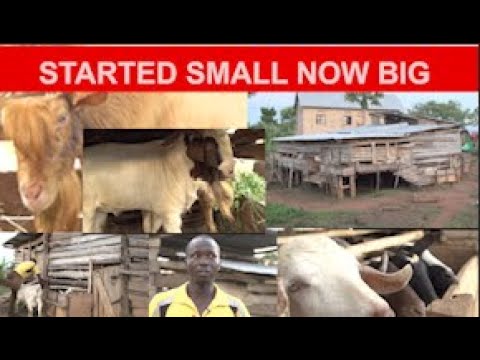 GOAT FARMING STARTED WITH 10 GOATS NOW 89 SEE HOW THIS HAPPENED ON ZERO ...