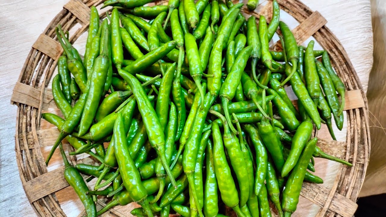 SEMINIS SIAM HOT CHILLI (सेमिनिस स्याम हॉट ) - YouTube