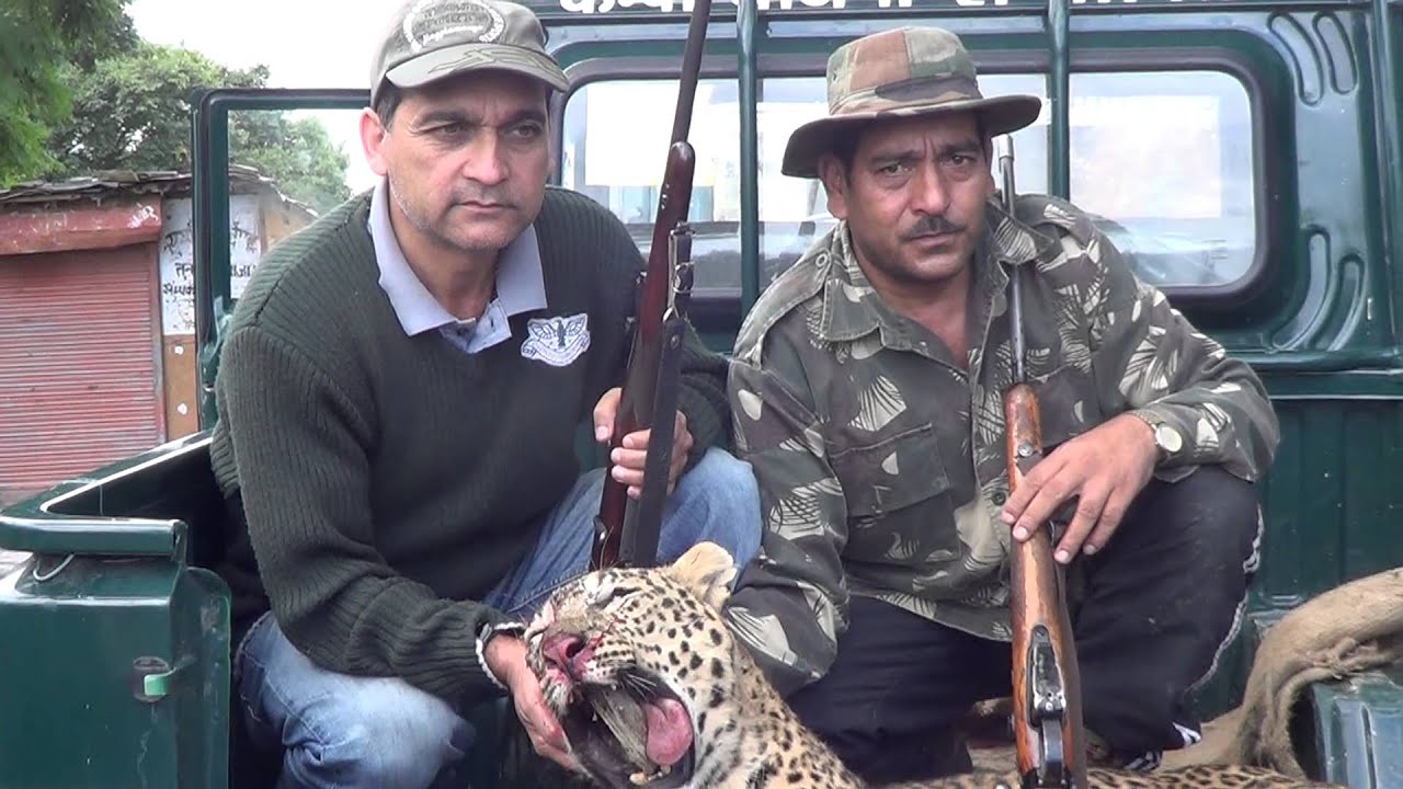 maneater leopard 316 - YouTube