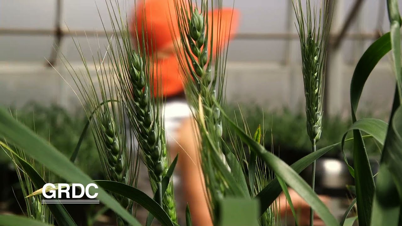 Australian Researchers Named in Global Plan to Double Wheat Yield - YouTube