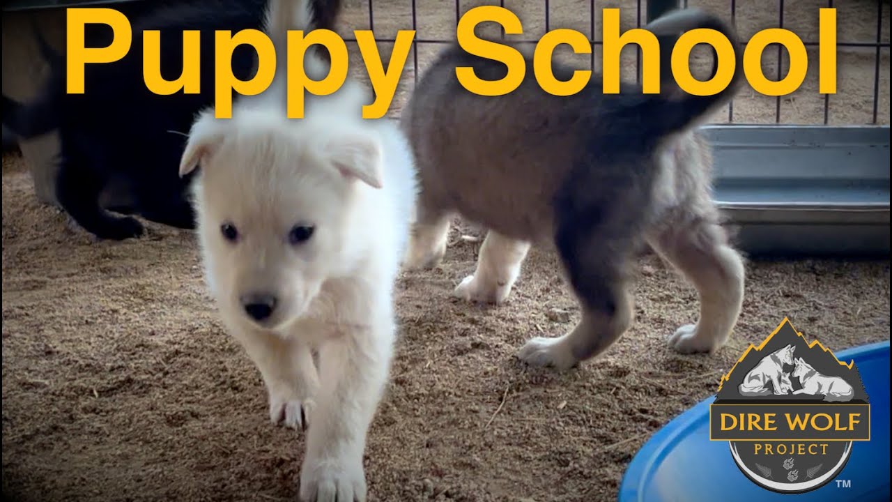 Even puppies go to school | Dire Wolf Project - YouTube