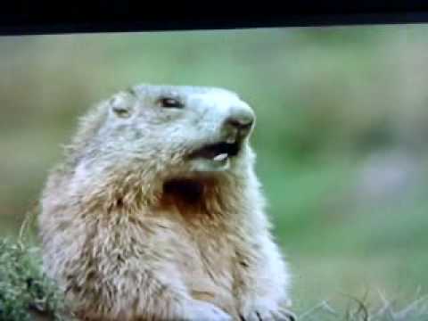 Funny beatboxing chipmunk - YouTube