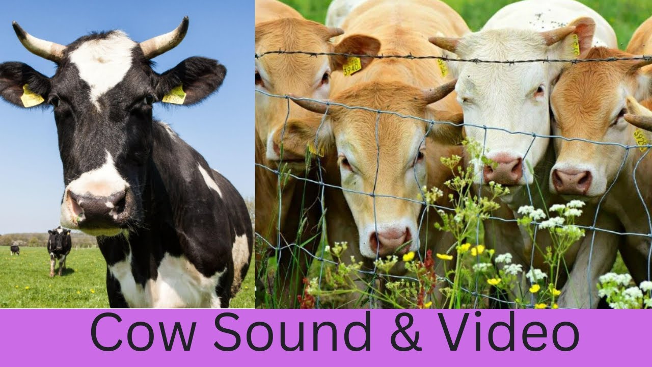 Cow Sounds, Animal Sound for kid #Cow #cowsounds #cowsoundeffects # ...
