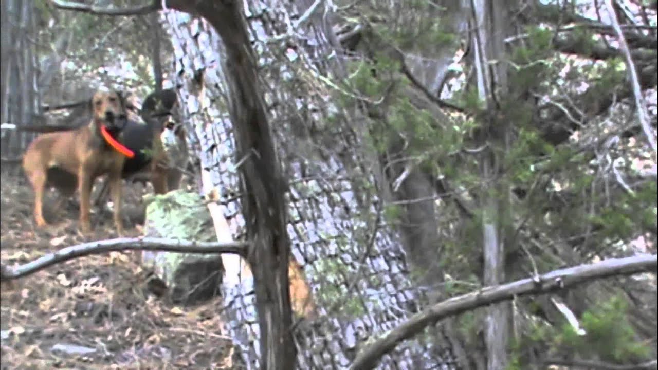 Arizona Lion Hunt, Unit 27, 2013 - YouTube