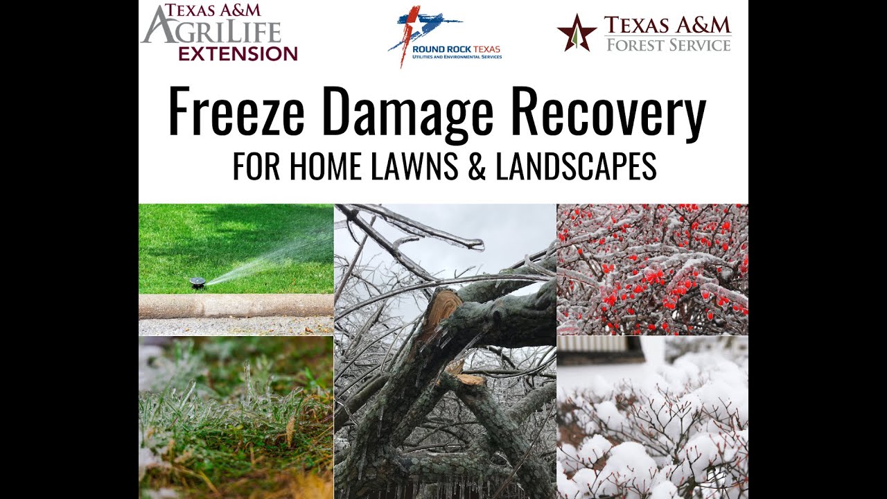 Freeze Damage Recovery for Home Lawns and Landscapes - YouTube