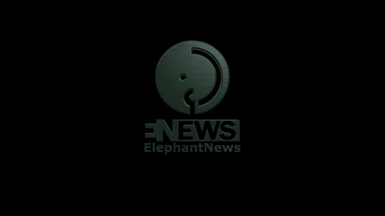 Baby elephant and a cat - ElephantNews - YouTube