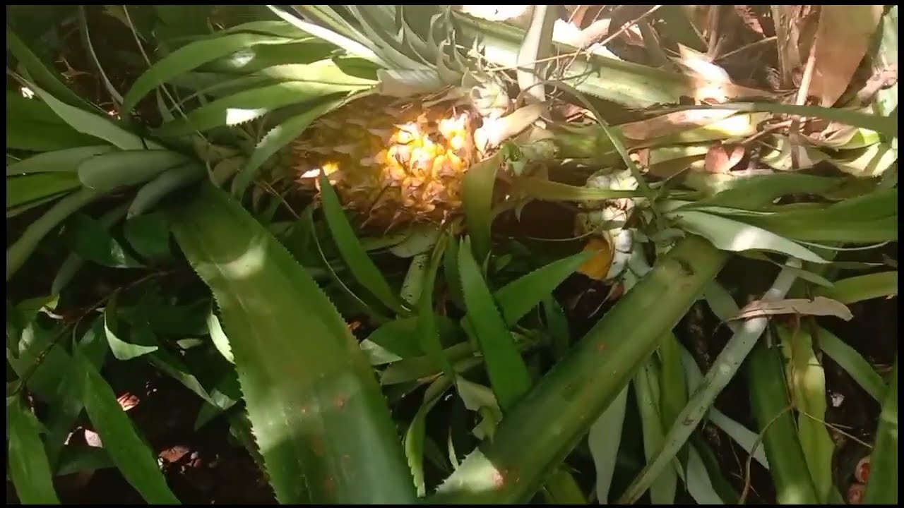 Part 2 harvest pinya #probinsya #pineapple #ilocanovlogger - YouTube
