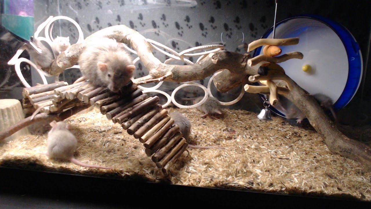 Atlantis Critter Cam #71: 3 Week old baby rats - YouTube