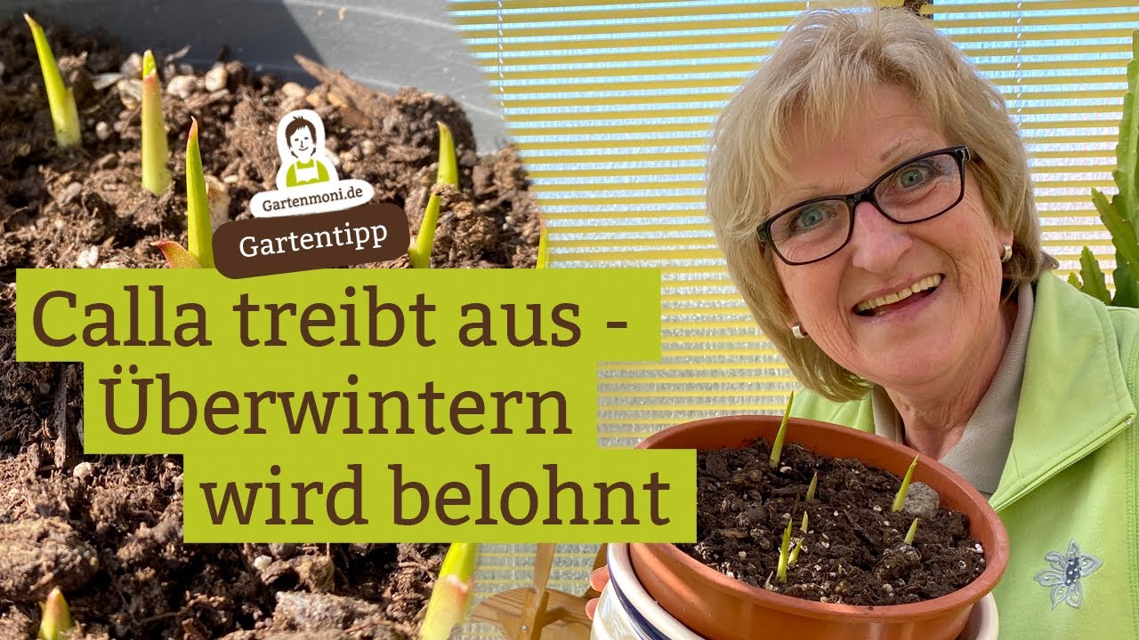 Calla überwintern lohnt sich: Richtig gepflegt, treibt sie wieder aus ...