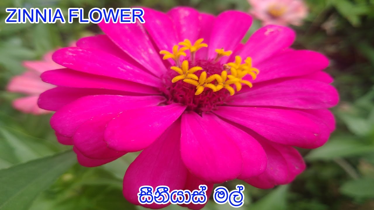 ZINNIA FLOWER | සීනියාස් මල් - YouTube