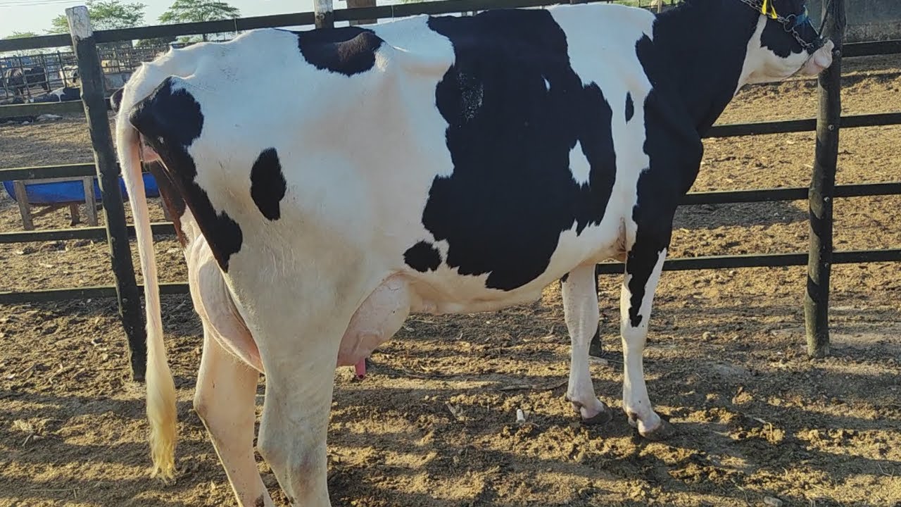 VACA PAULA TORNEIO FAZENDA JP - CACHOEIRINHA PE #nordeste #nordeste ...