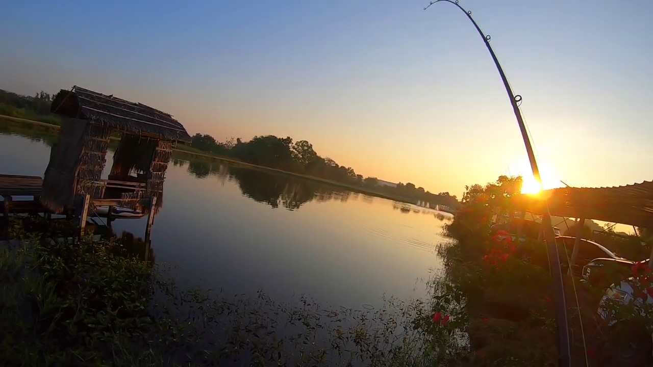 Giant Snakehead Topwater Action @ Pilot Fishing Pool in Thailand - YouTube