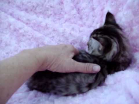 Manx Munchkin female.MOV - YouTube
