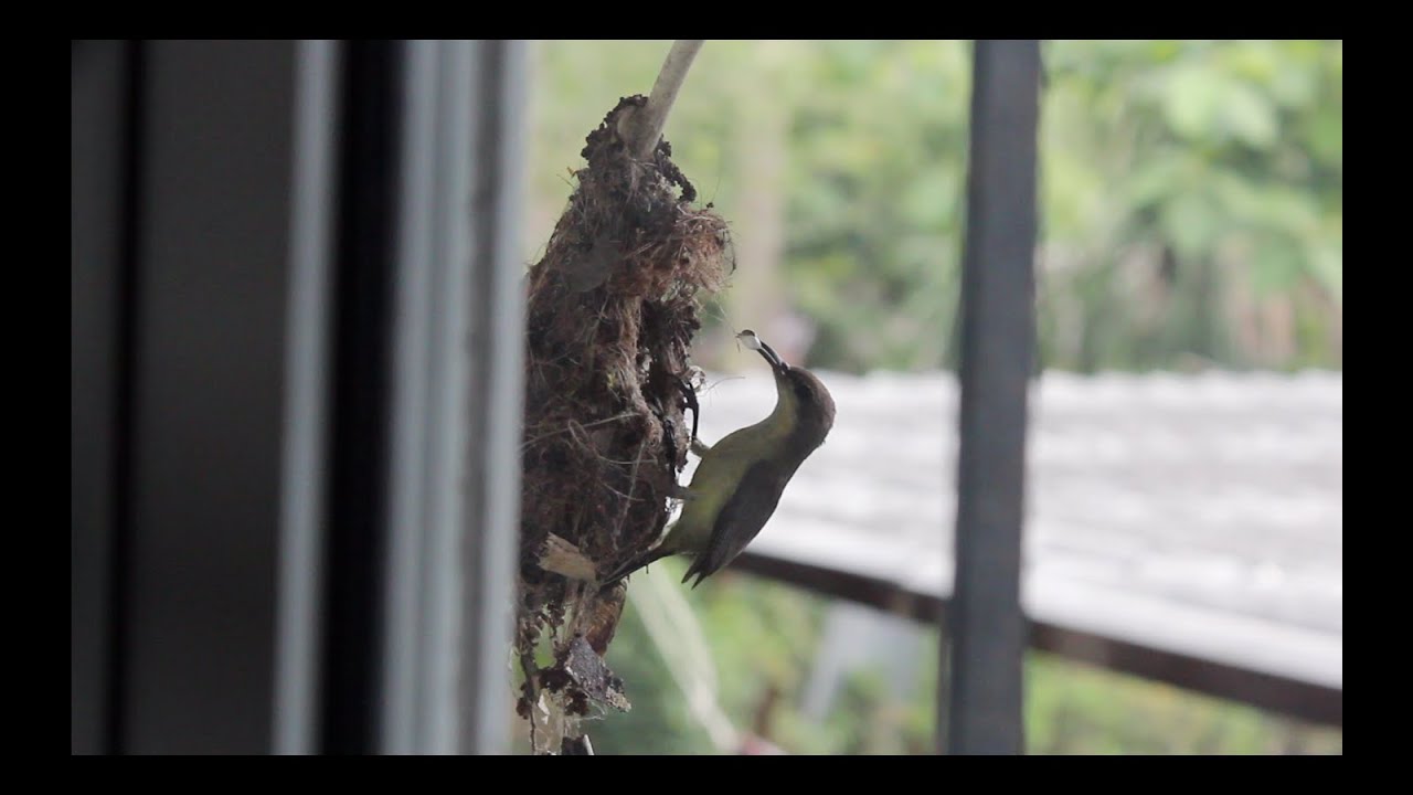 นกกินปลีมาวางไข่ Sun Bird วาดรูปนกด้วยดินสอ freehand drawing sunbird. # ...