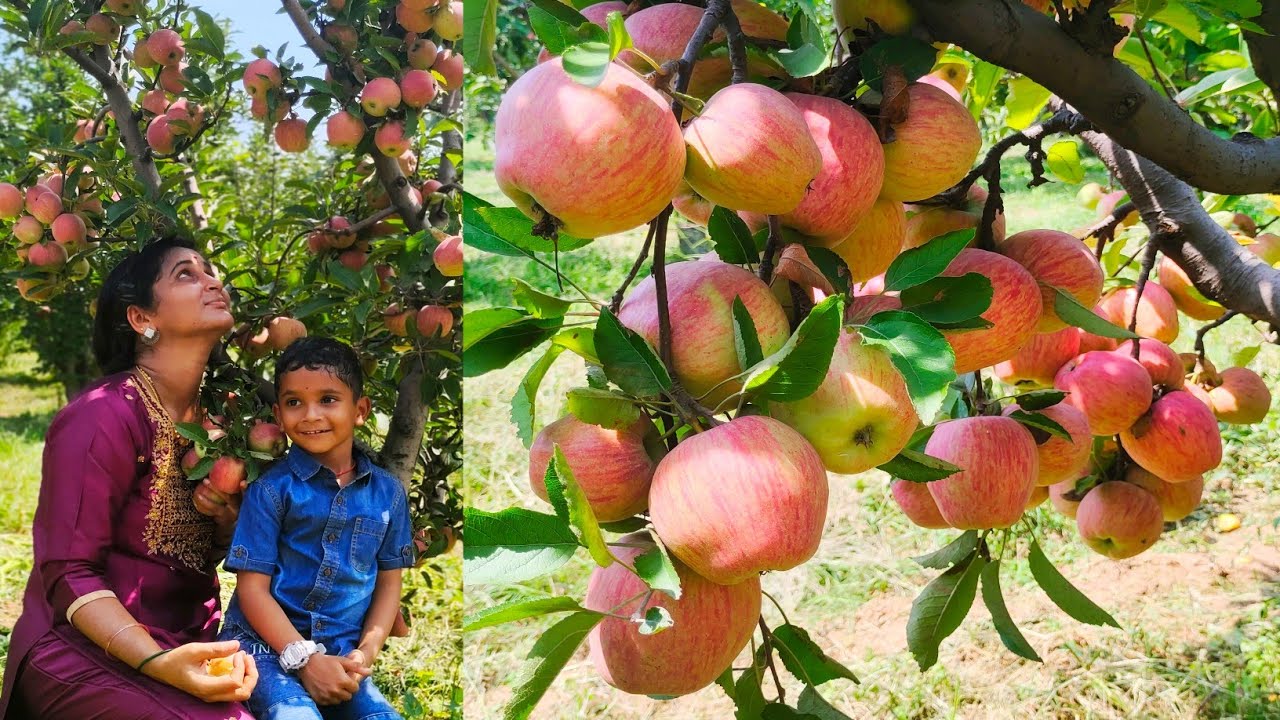 Beautiful Apple Garden in Srinagar, Jammu Khashmir - YouTube