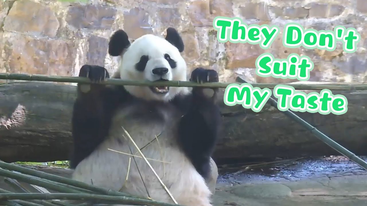 Picky Panda Has OCD Towards Selection Of Bamboos | iPanda - YouTube