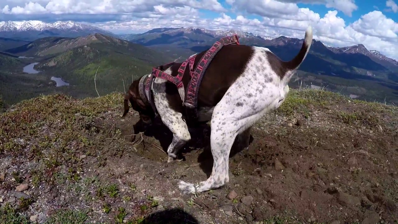 Alaska Hiking with my German Shorthaired Pointer - YouTube