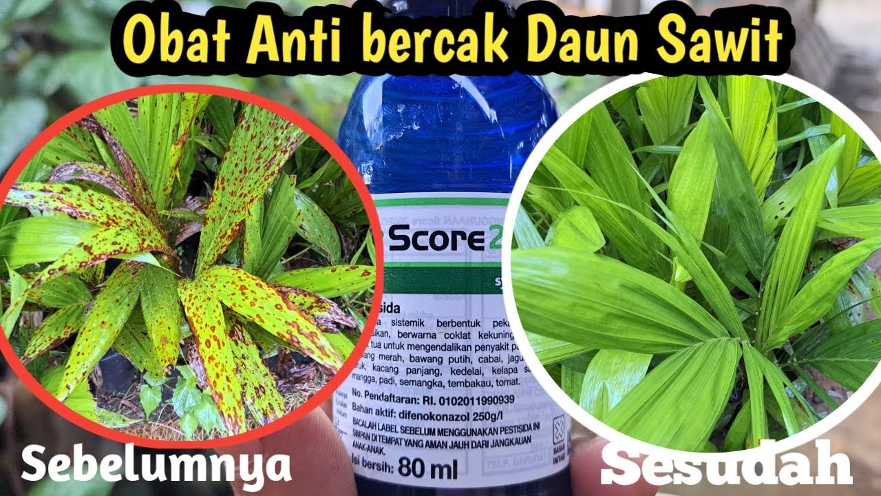 Obat Anti bercak Daun Sawit yang di sebabkan oleh Jamur - YouTube
