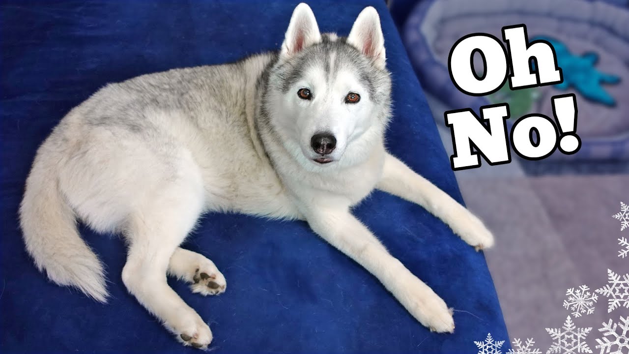 Memphis the Husky Needs Surgery - YouTube