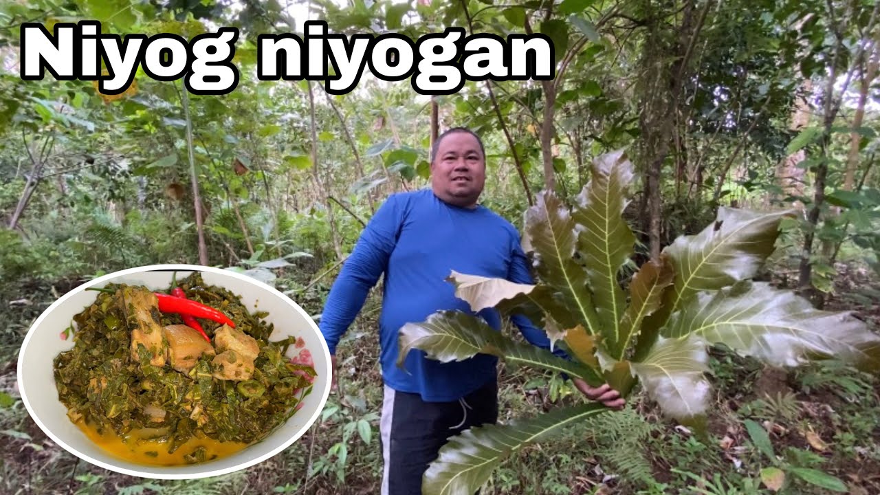Niyog niyogan | Lutong Probinsya | Libreng gulay sa gubat Naghanap kami ...