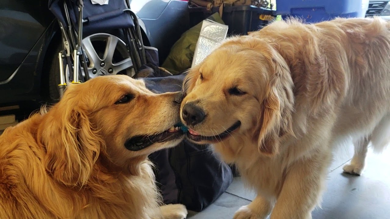 Golden Retrievers Fight Over Ball | Golden Retriever VLOG - YouTube