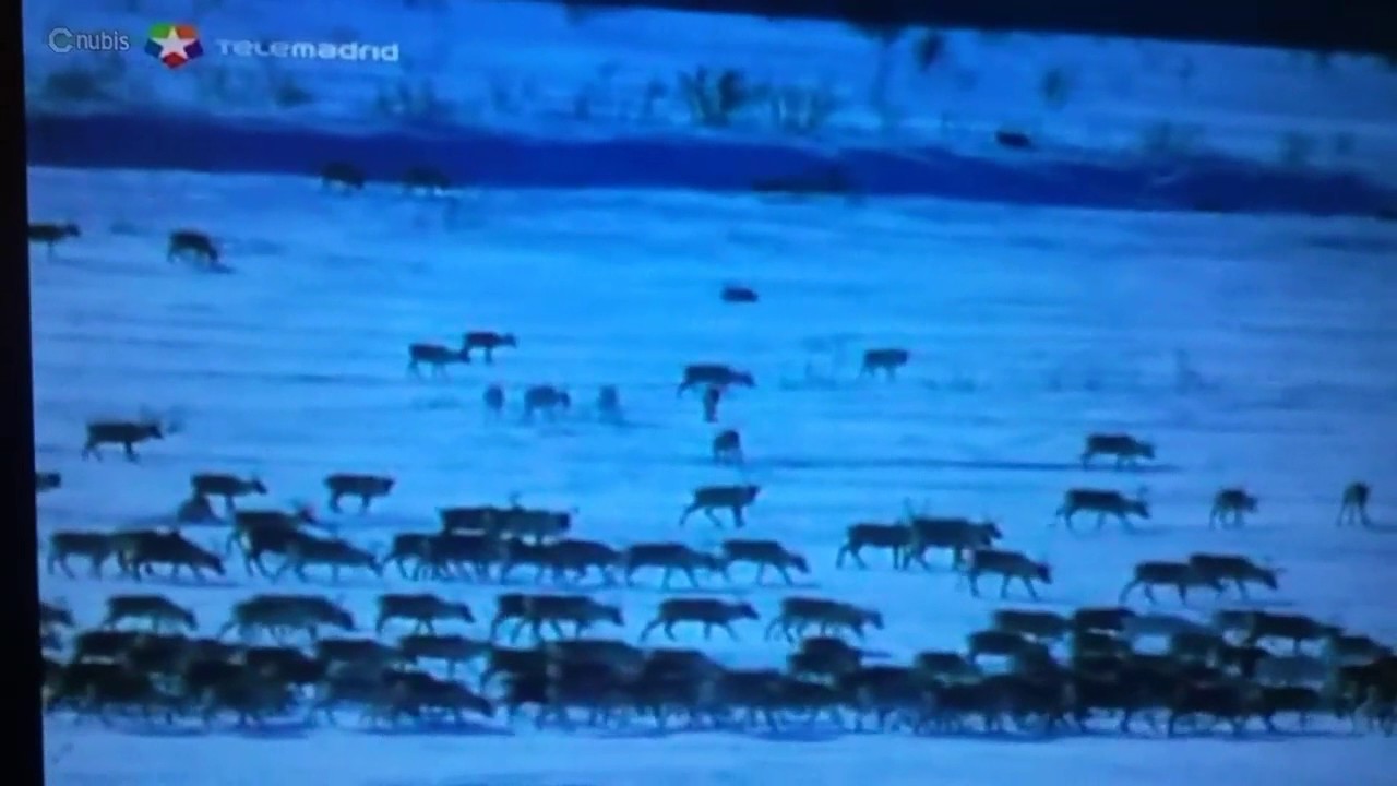 León Americano caza Reno - YouTube